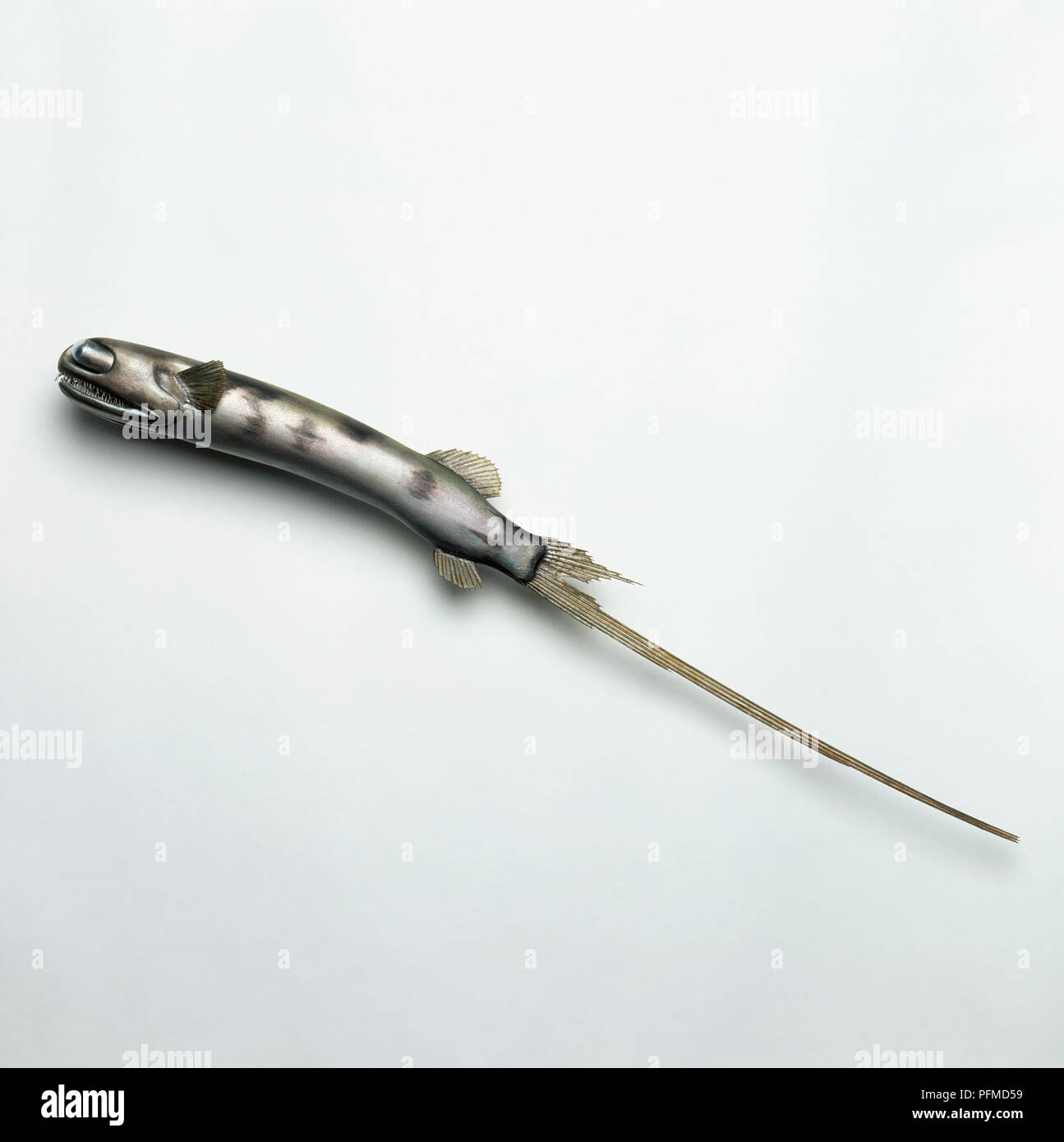 Telescopefish (Gigantura sp.), a long, silver-coloured fish Stock Photo ...