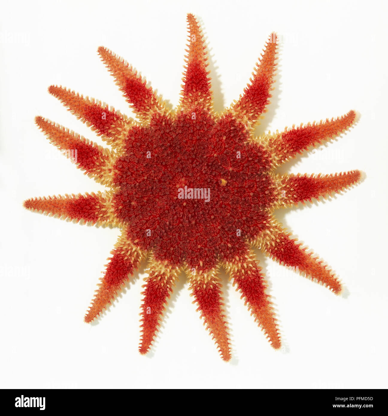 Common Sunstar, Crossaster papposus, an orange and red coloured ...