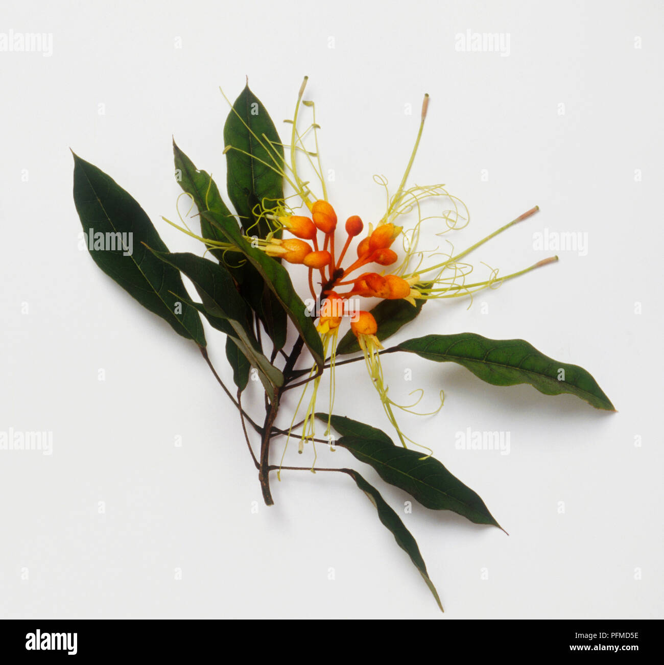 Orange flowers, stamens and leaves from Steriphoma paradoxum Stock ...