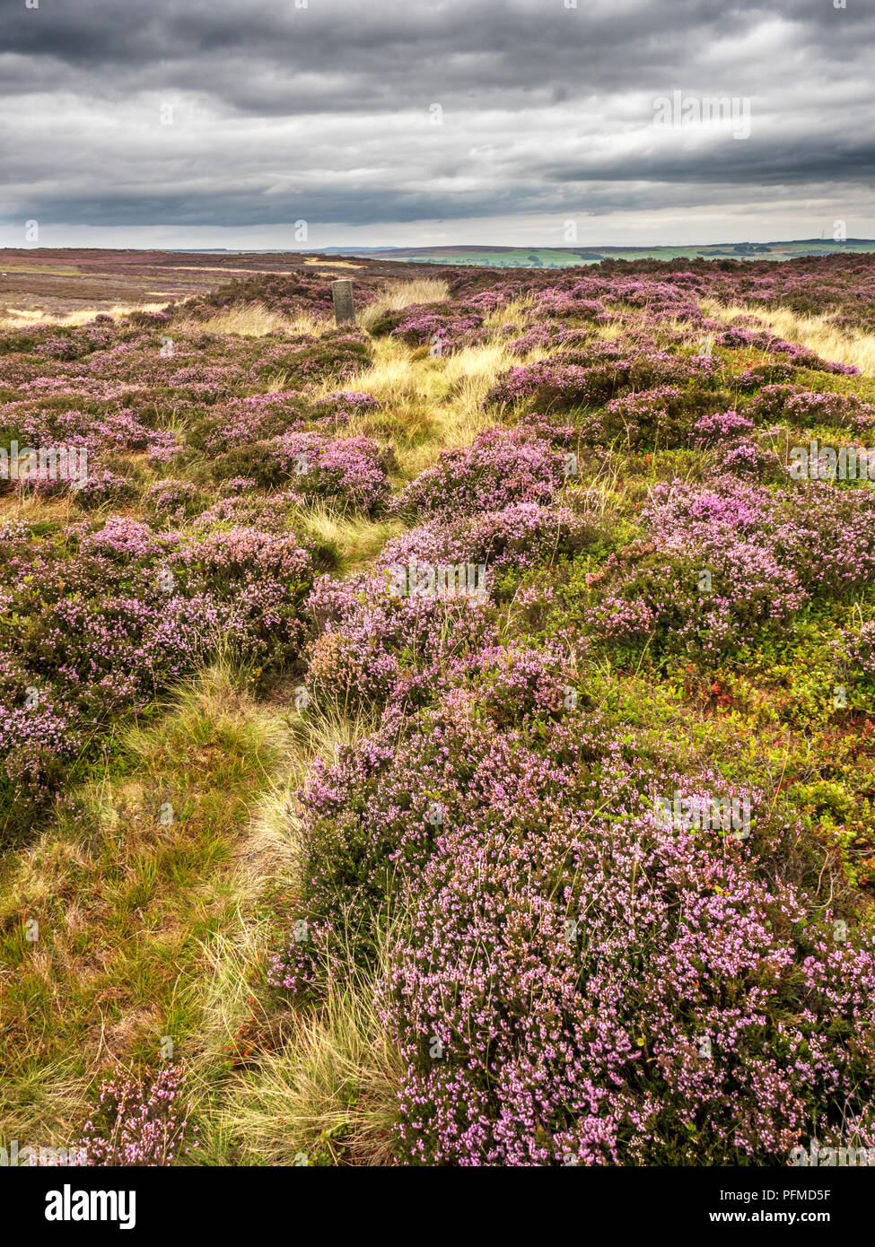 Ilkley moor heather in bloom hi-res stock photography and images - Alamy