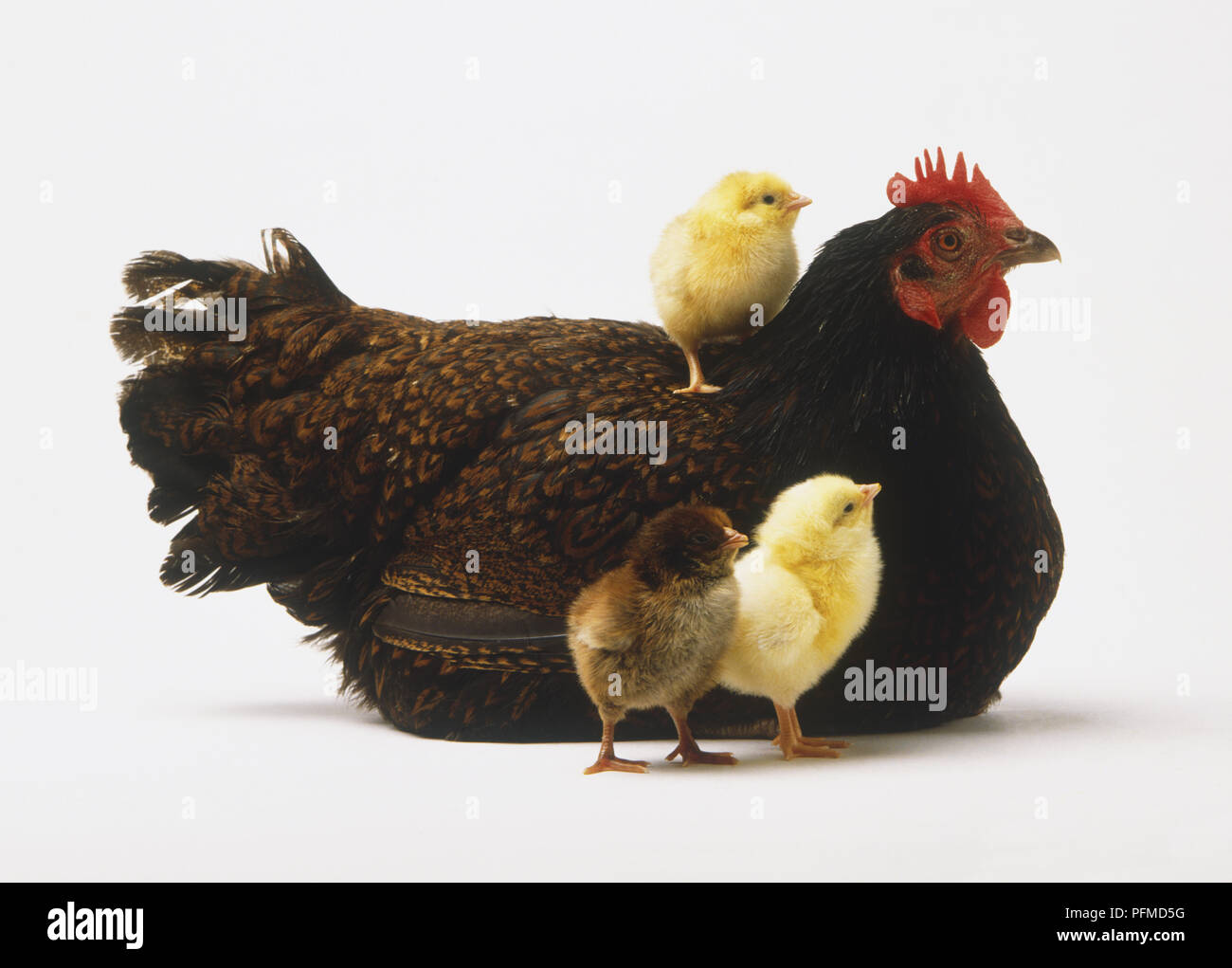 Baby chicks sitting on hen hi-res stock photography and images - Alamy