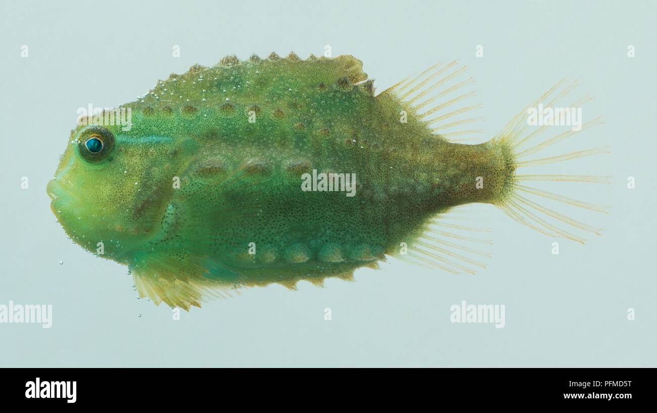 Green, juvenile Lumpsucker (Cyclopterus lumpus), side view Stock Photo ...
