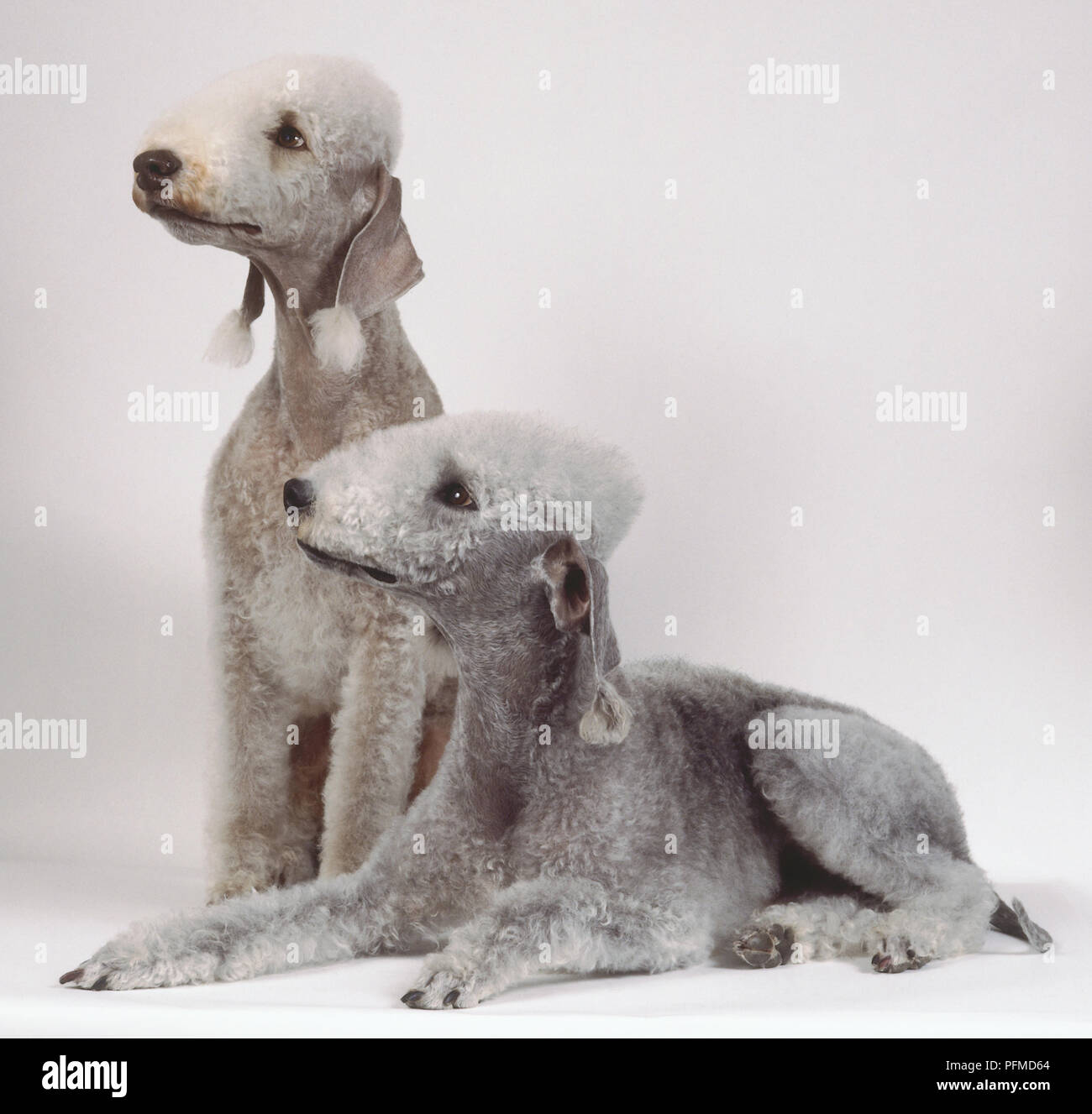 Two gray white Bedlington terriers, one sitting and the other lying ...