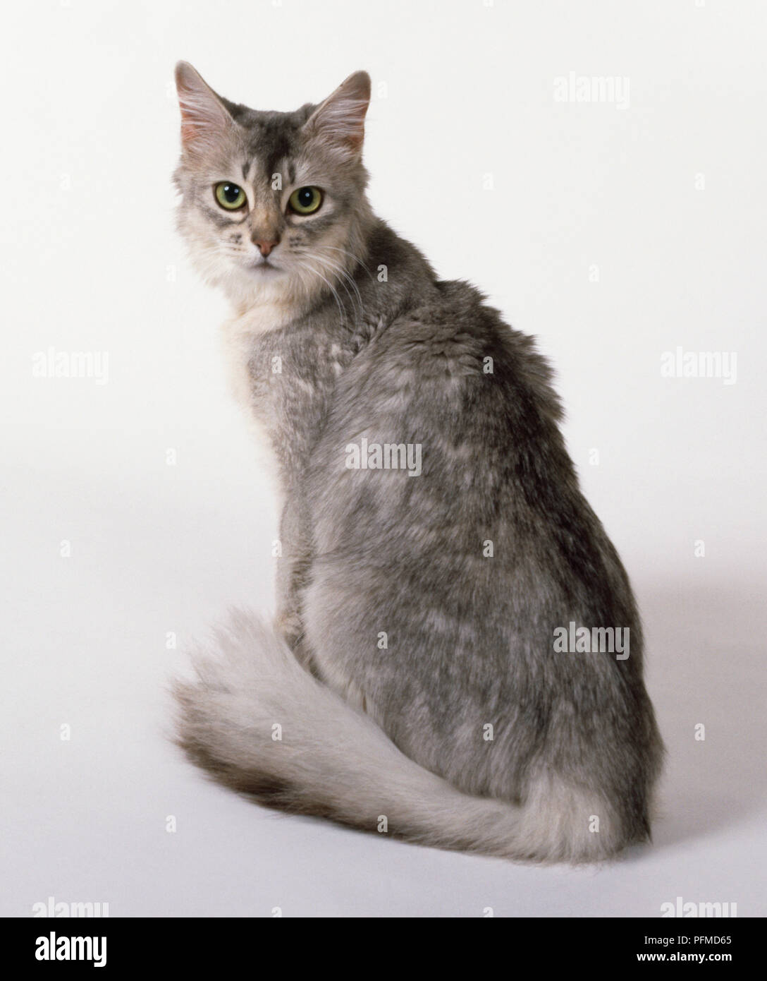 Silver Somali Cat