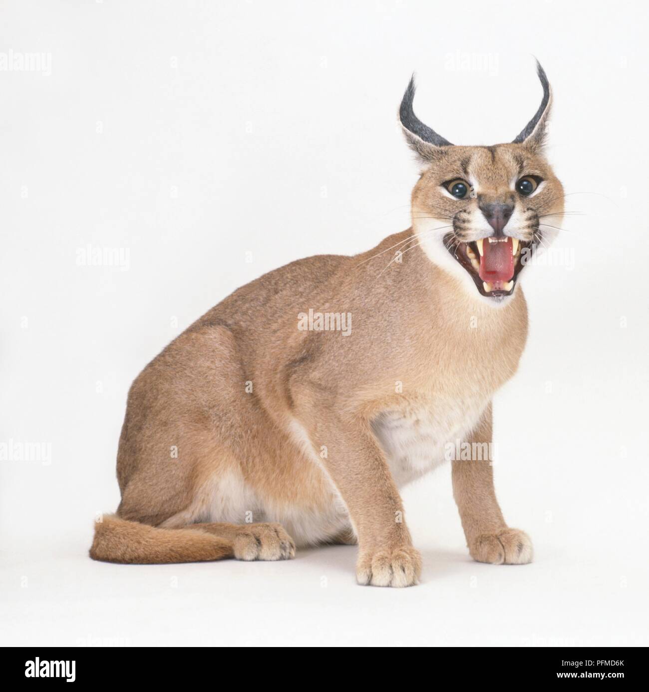 Caracal (Caracal Caraca) hissing with mouth open Stock Photo - Alamy