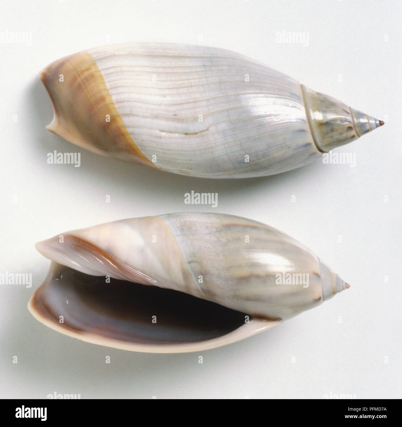 Agaronia hiatula hi-res stock photography and images - Alamy