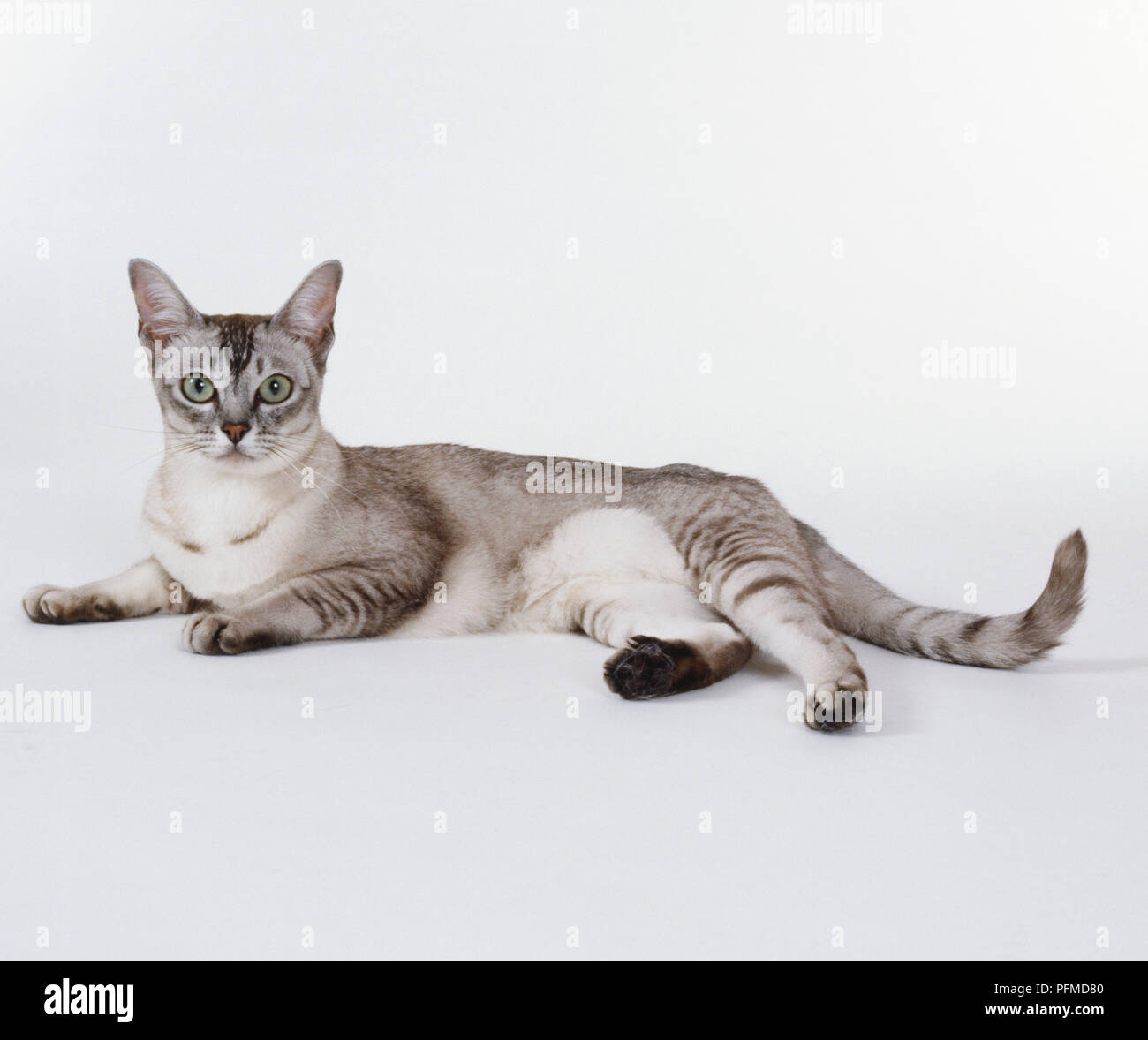 Chocolate Tipped Burmilla cat with broken 'necklates' of darker fur on ...