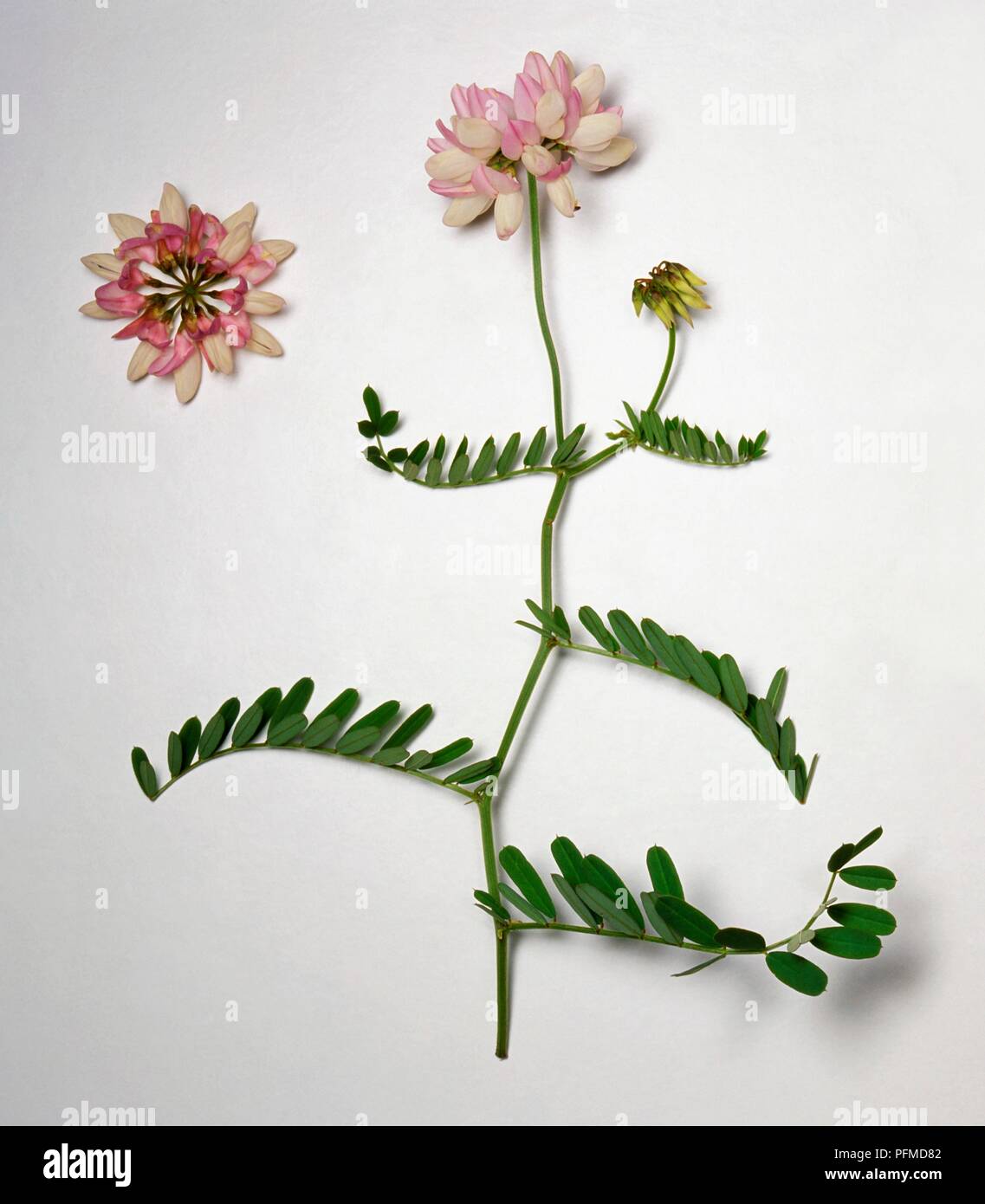 Securigera varia (Crown Vetch), pink flower, buds and green leaves on ...