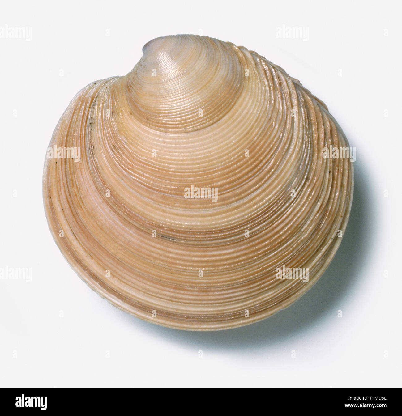 Ringed dosinia shell (Dosinia anus Stock Photo - Alamy