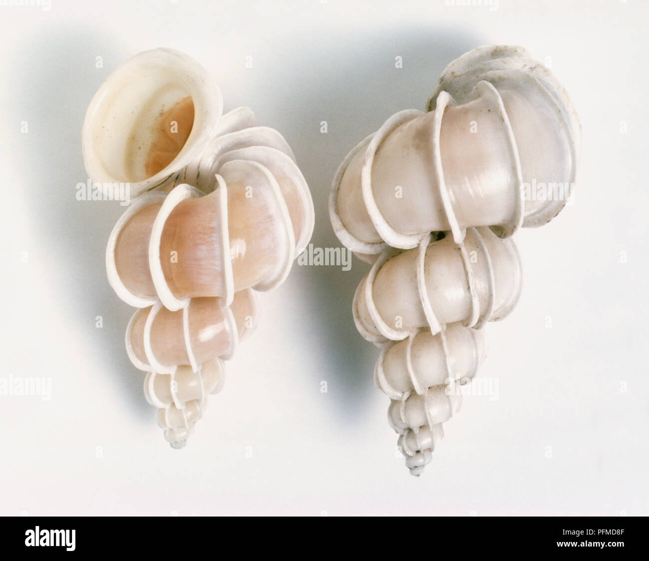 Two Precious wentletrap shells (Epitonium scalare Stock Photo - Alamy