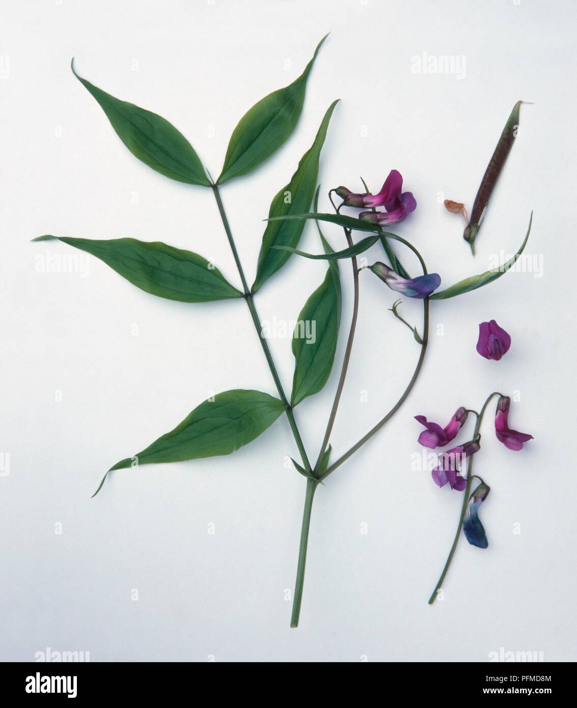 Dissected pinnate leaves hi-res stock photography and images - Alamy