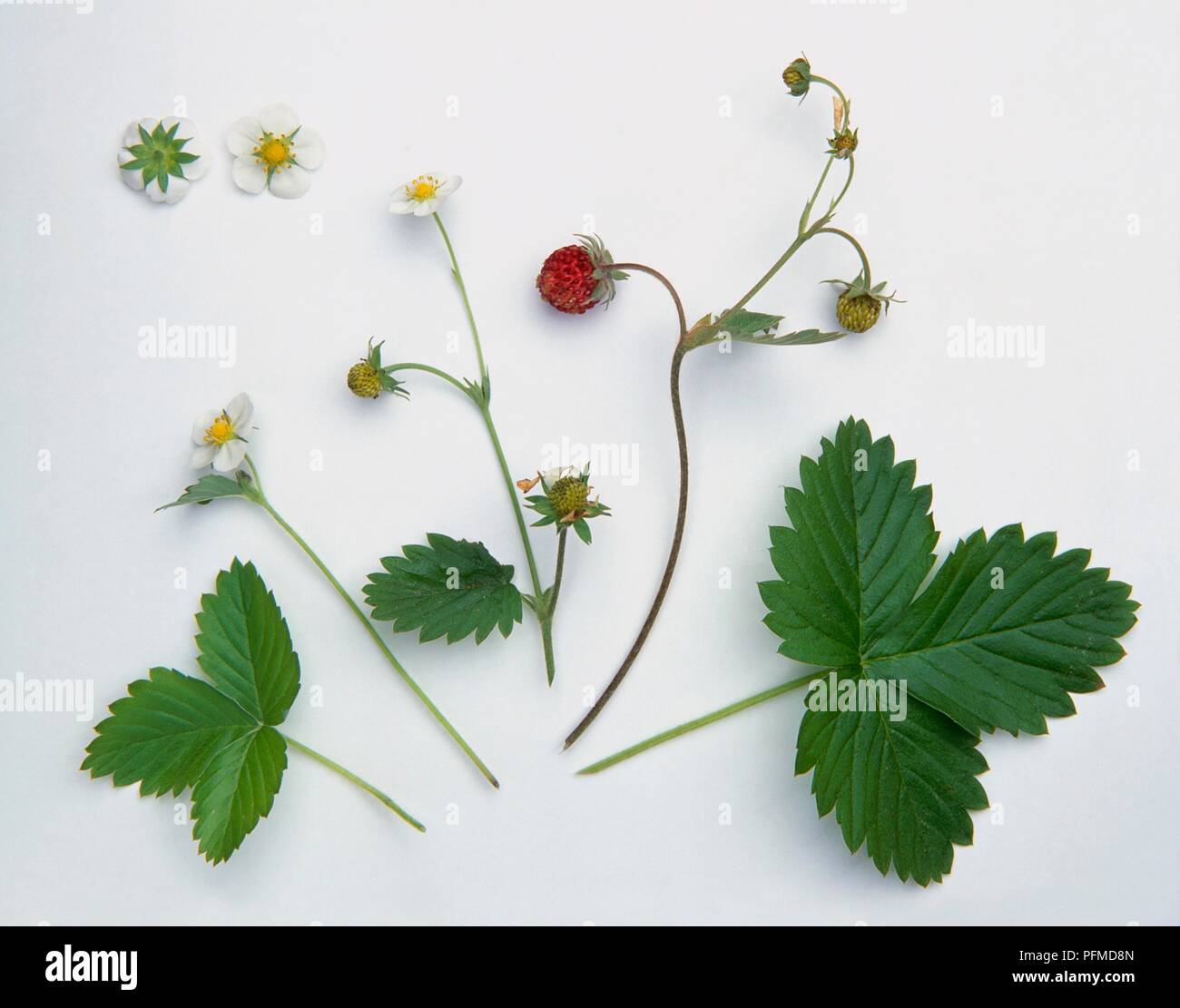 Fragaria vesca (Wild strawberry), stems with flowers, leaves, and fruit ...