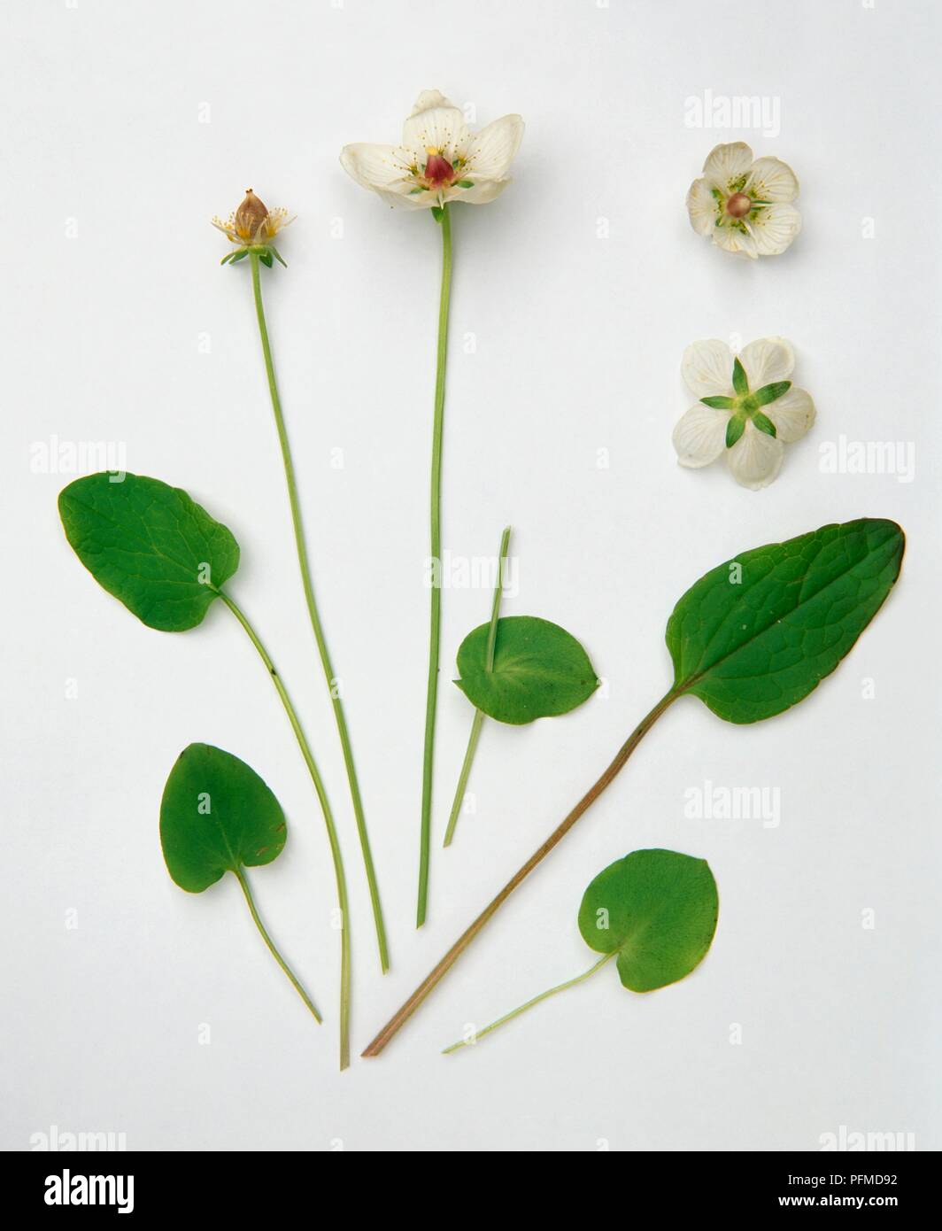 Parnassia palustris (Grass of parnassus), stems with leaves and white ...