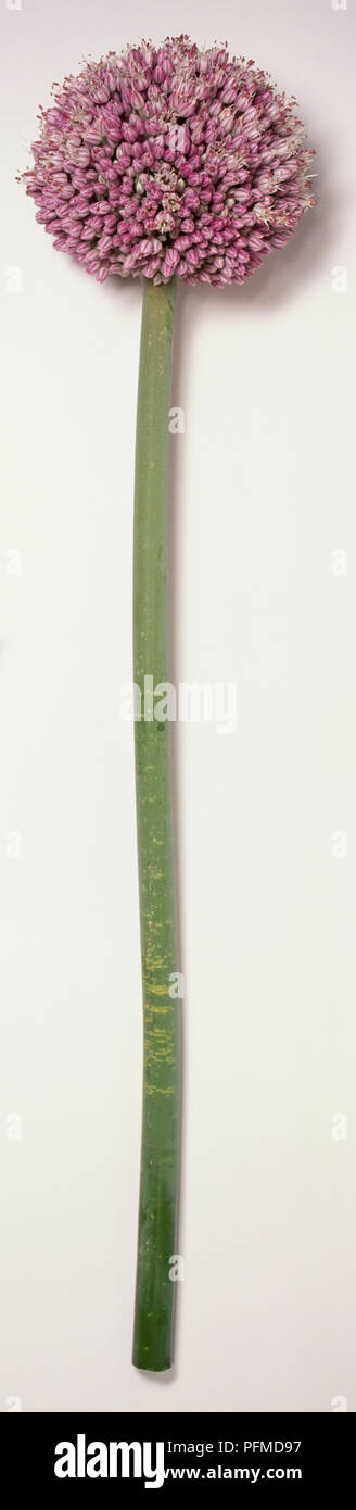 Round lily hi-res stock photography and images - Alamy