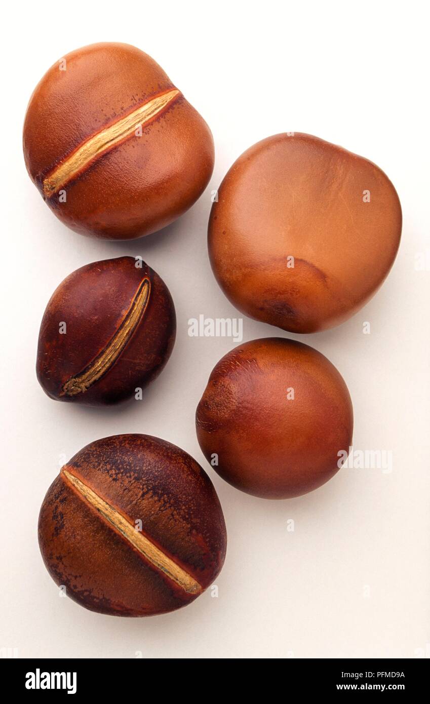 Five seeds from Castaonospermum australe (Moreton bay chestnut Stock ...