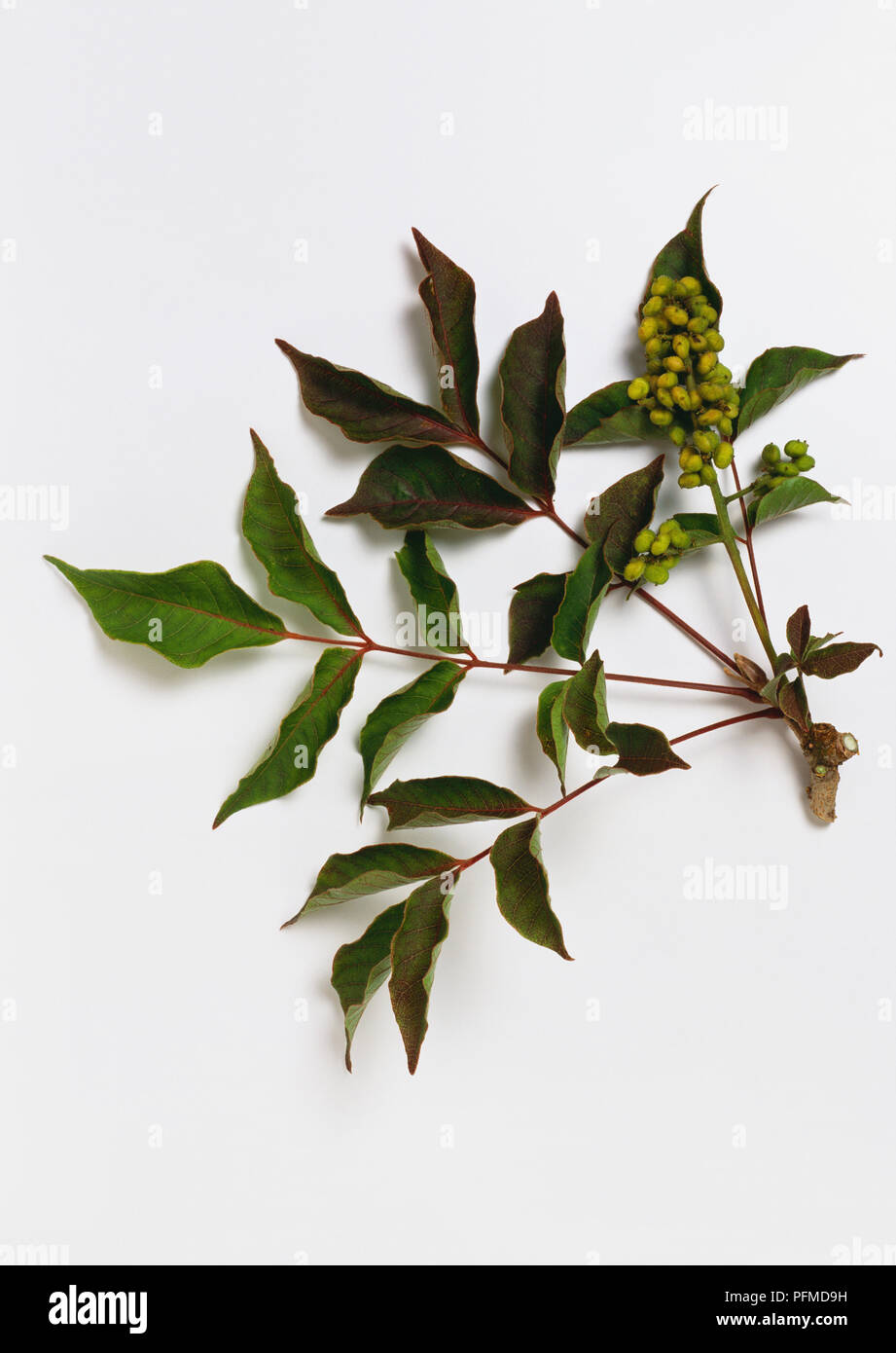 Rhus seed hi-res stock photography and images - Alamy