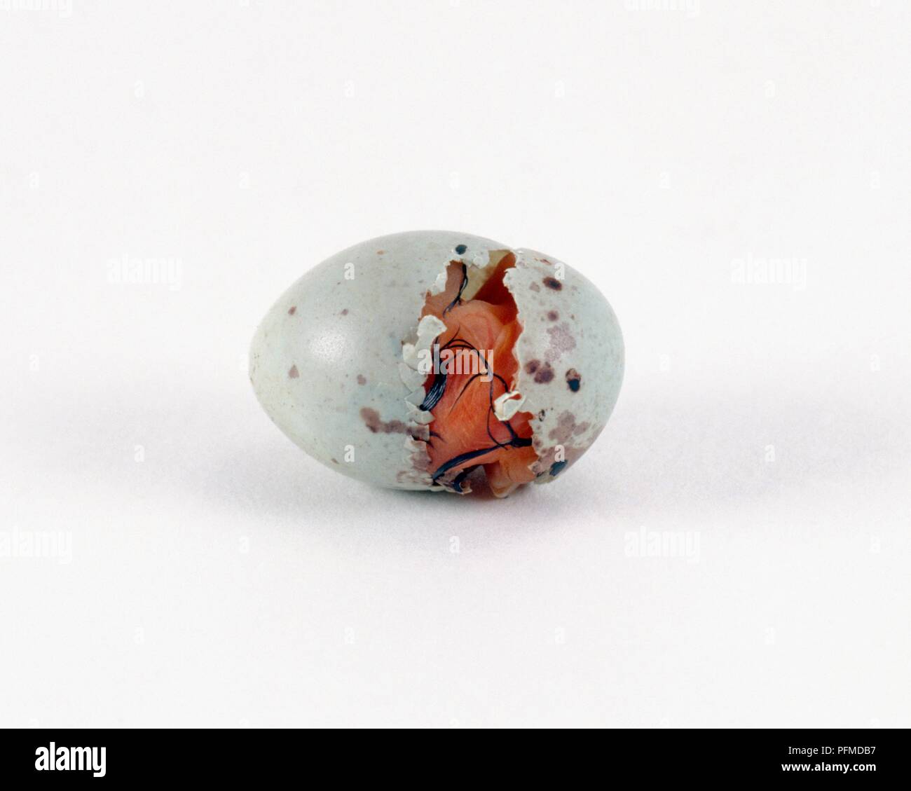 Finch egg hi-res stock photography and images - Alamy