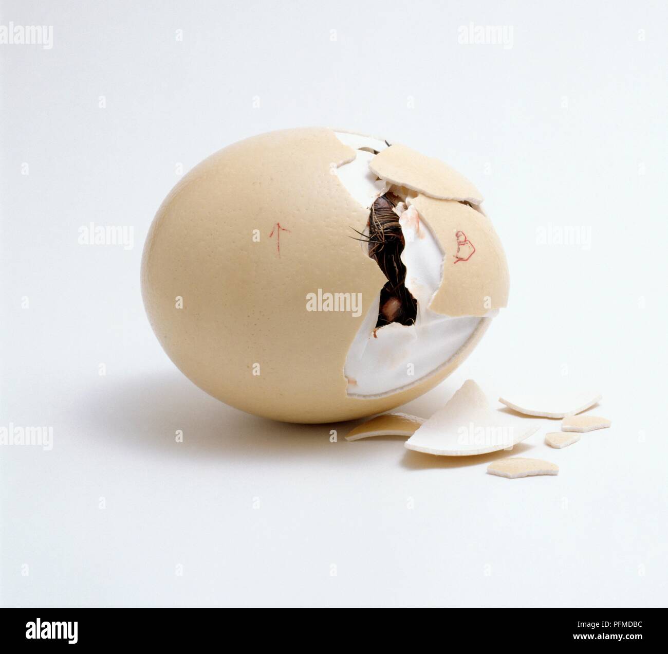 Ostrich Chick Hatching High Resolution Stock Photography and Images - Alamy