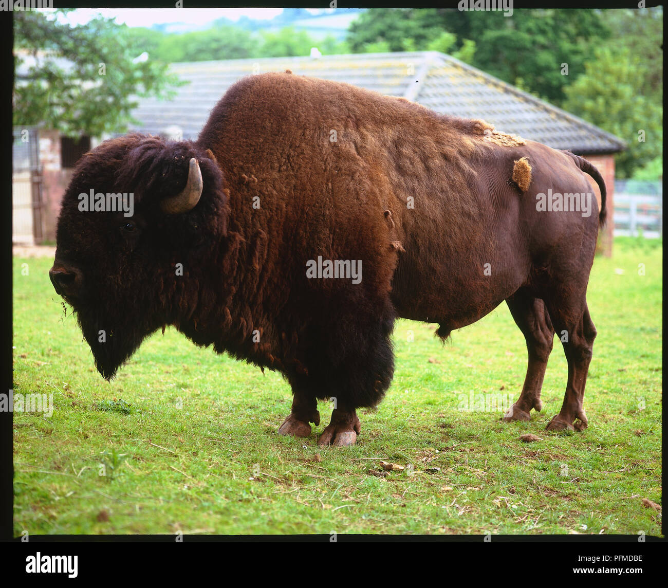 Bison (Bison bison), standing, side view Stock Photo - Alamy