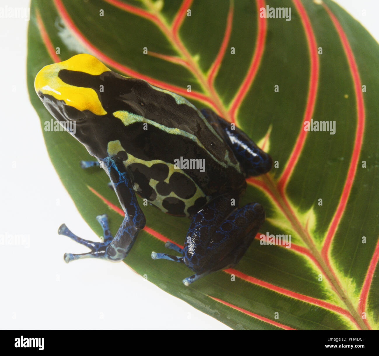 Dyeing black poison dart frog hi-res stock photography and images - Alamy