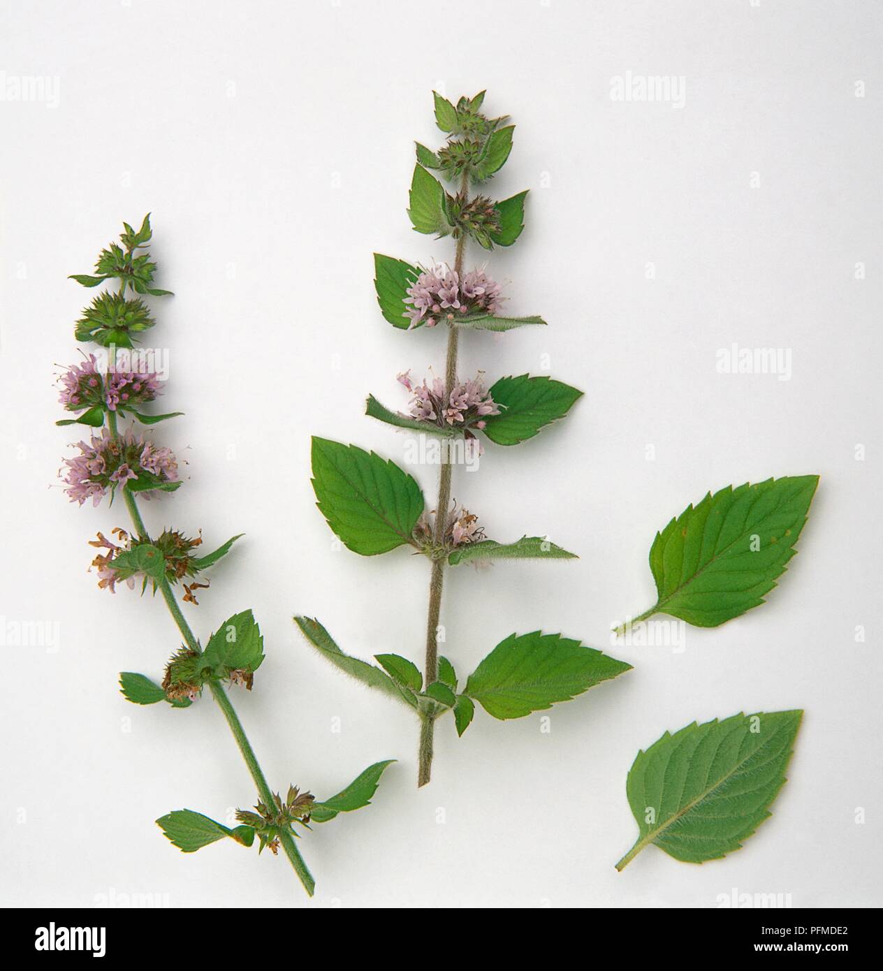 Flowering stems and leaves from Mentha arvensis (Corn mint Stock Photo ...