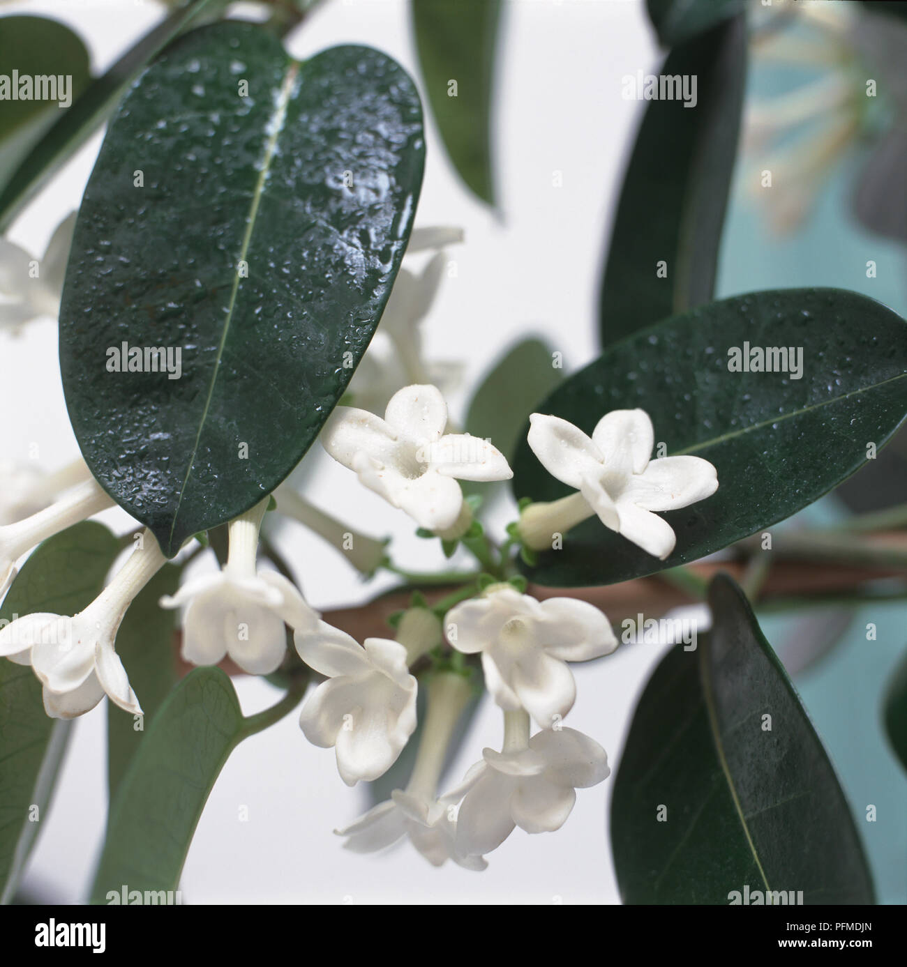 White flowered Stephanotis plant with waxy dark green leaves Stock ...