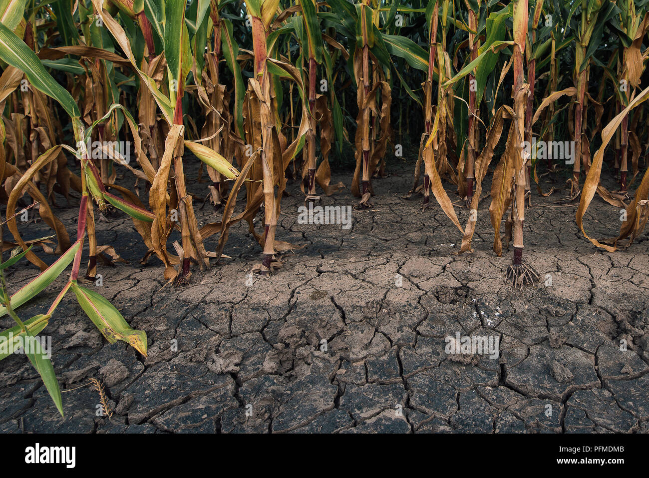 Maize Plant Drought High Resolution Stock Photography and Images - Alamy