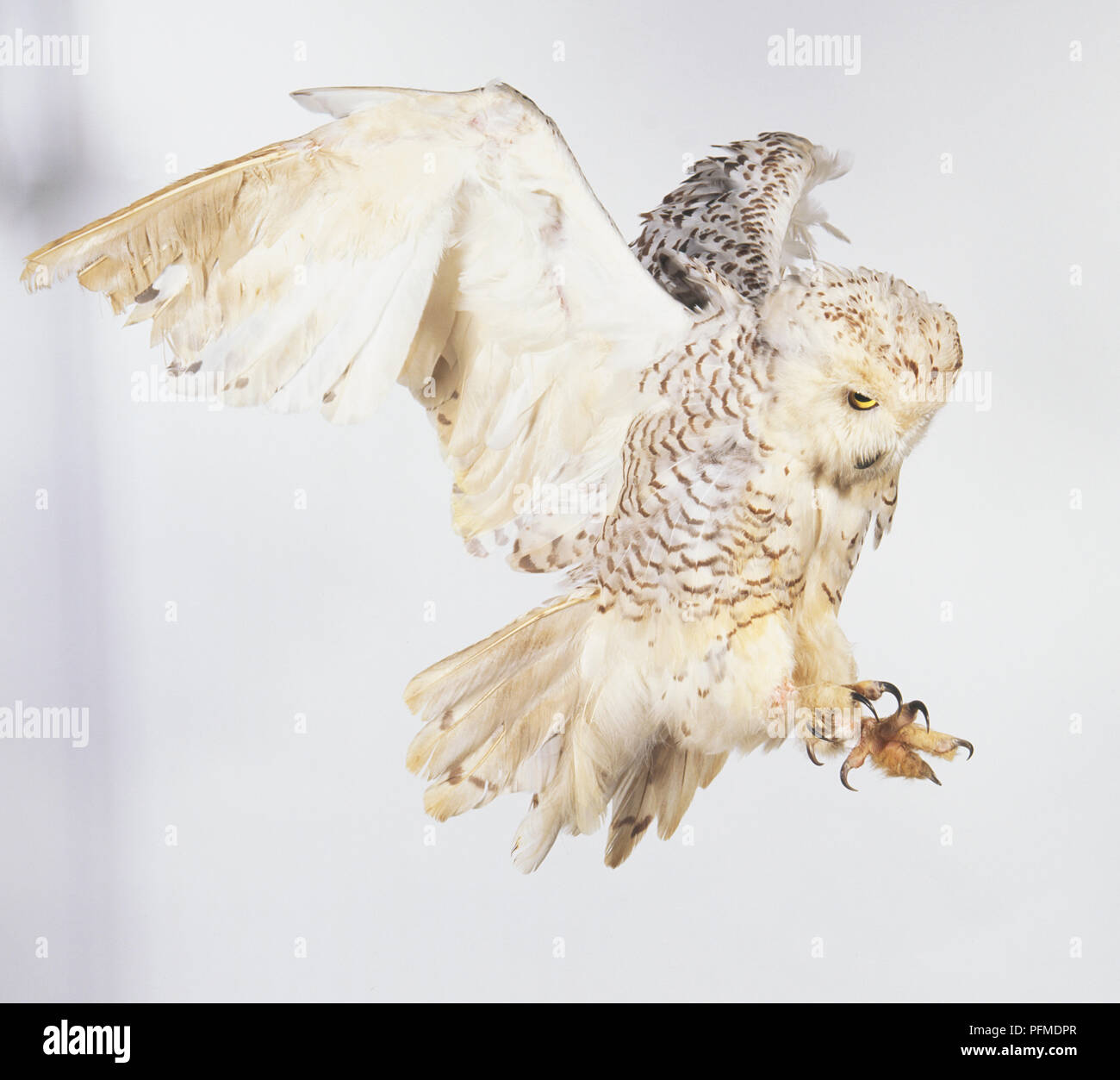 Snowy Owl Flying Side View