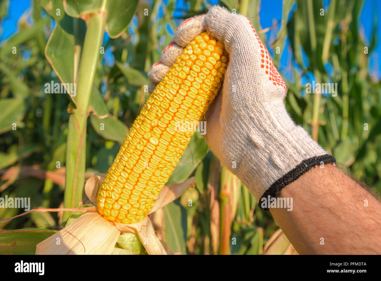 Farmer hand picking ripe corn on the cob in cultivated field during ...