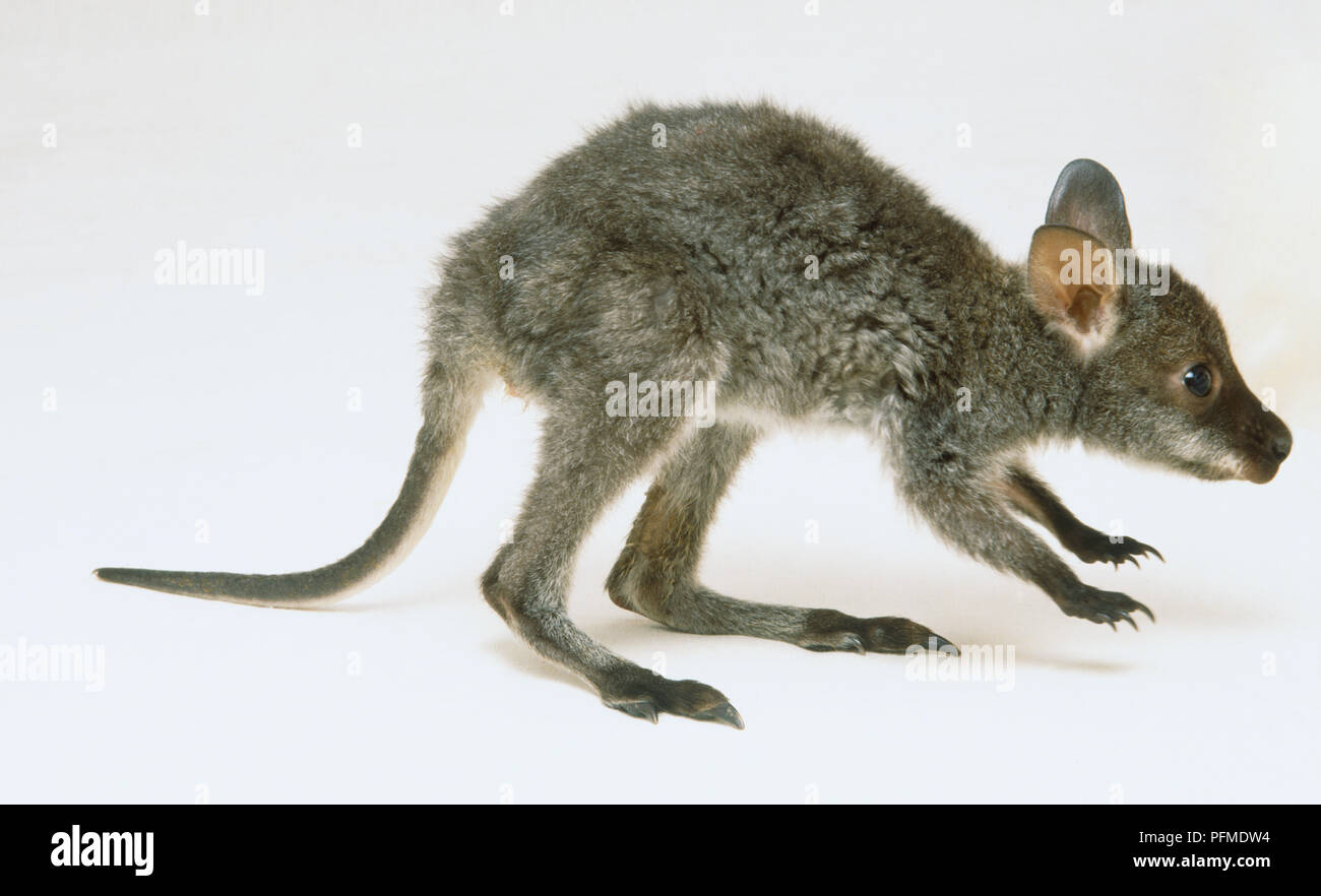 Red-necked Wallaby joey, macropus rufogriseus, crouching forward, side ...