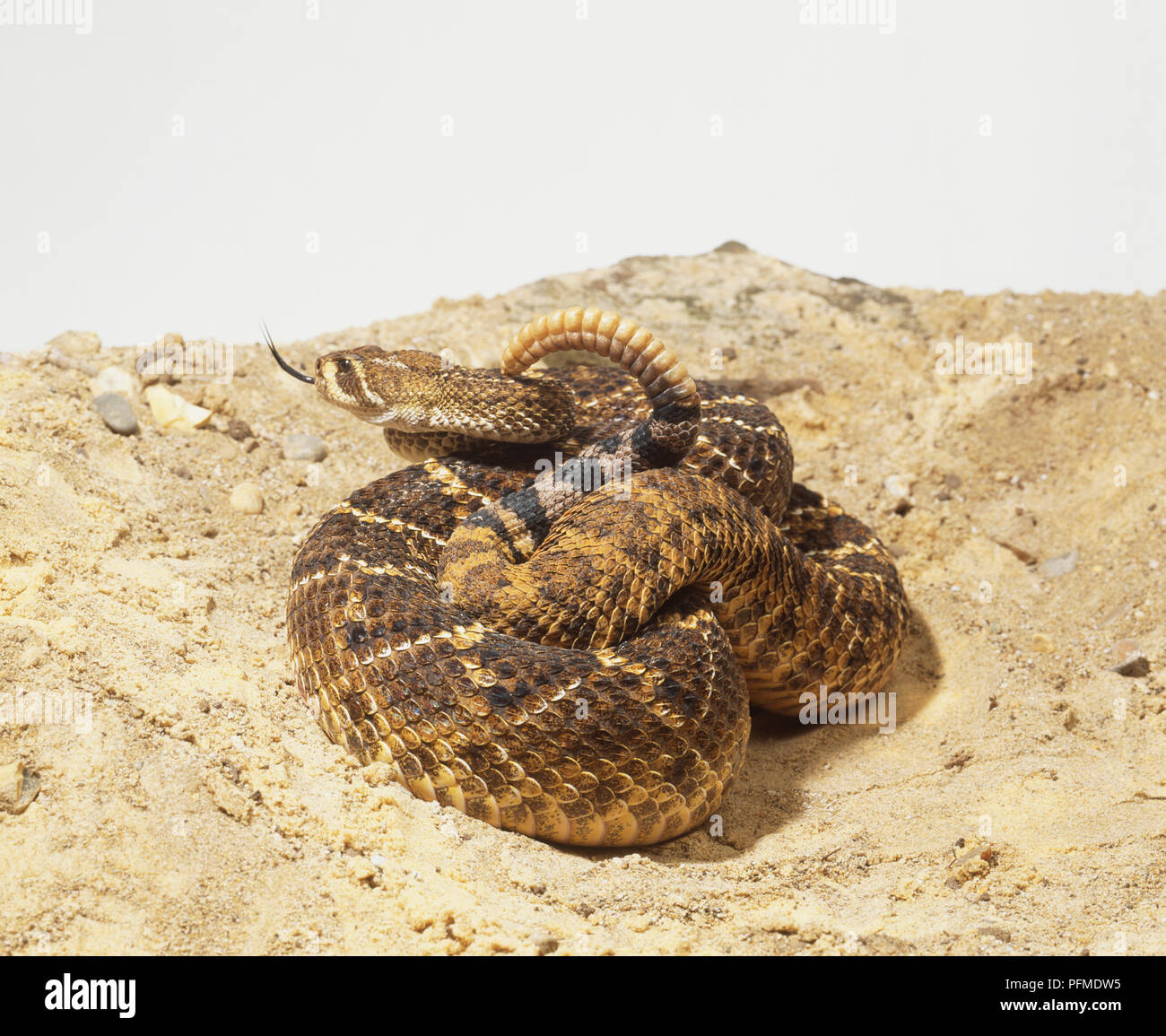 Western Diamondback Rattlesnake, Crotalus atrox, coiled up brown/yellow ...