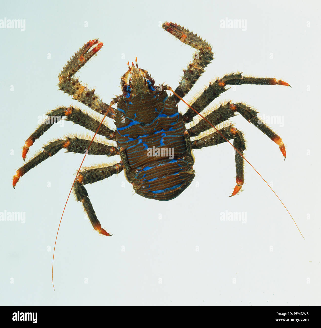 Spider like blue and orange Squat Lobster Stock Photo - Alamy