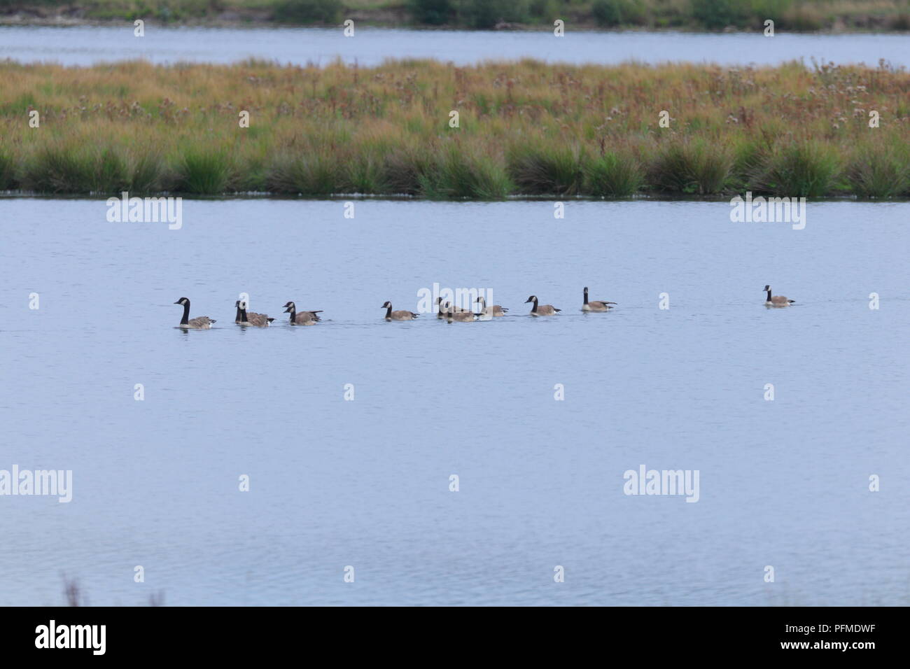 Canadian Geese swimming in a line at RSPB St Aidan's Stock Photo - Alamy