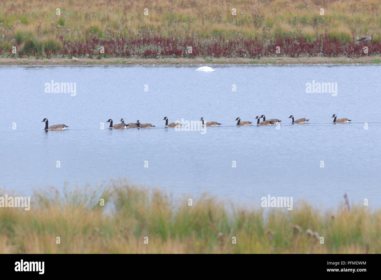 Canadian Geese swimming in a line at RSPB St Aidan's Stock Photo - Alamy