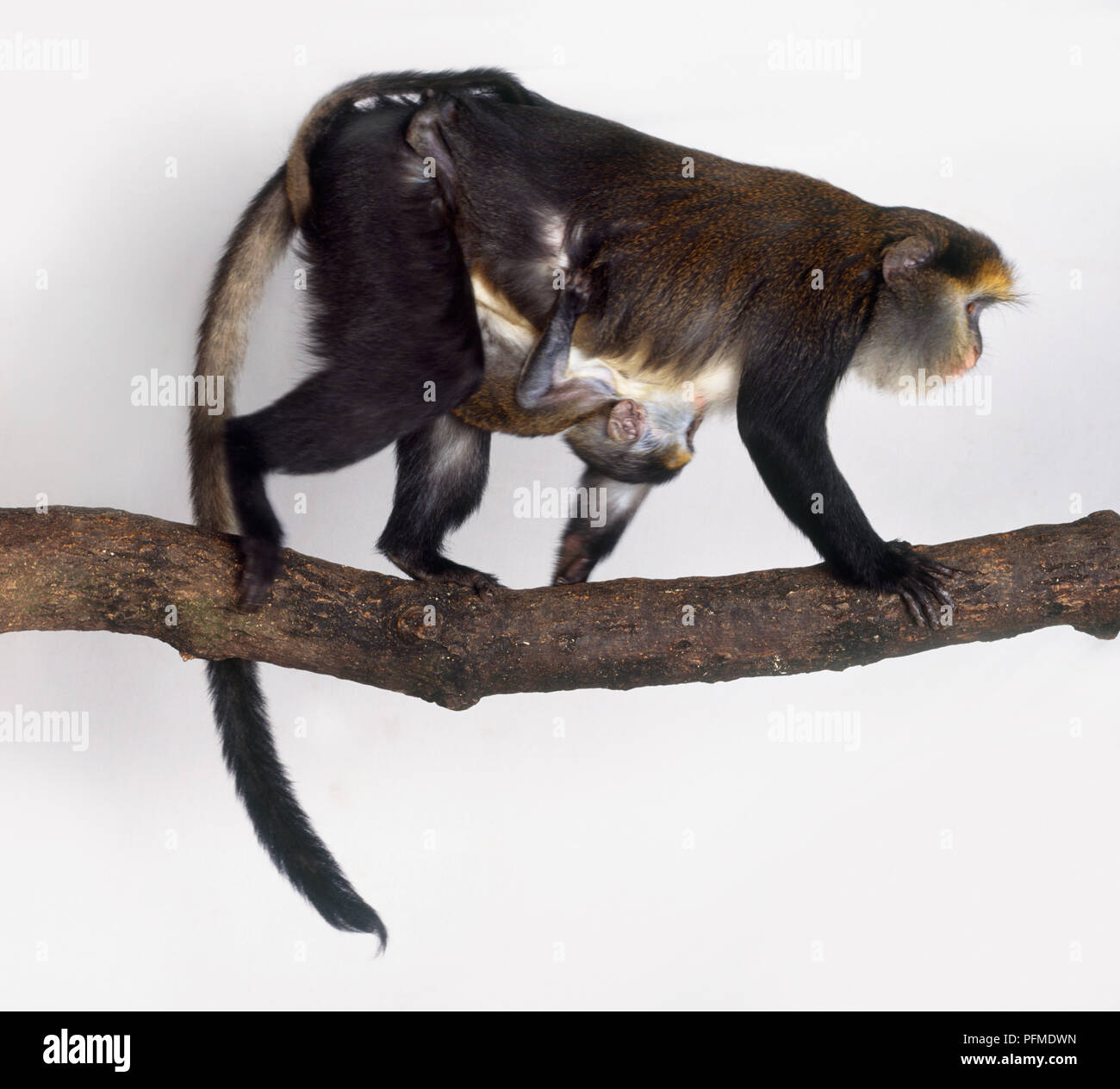 Mona Monkey (Cercopithecus mona), baby gripping underside of mother ...