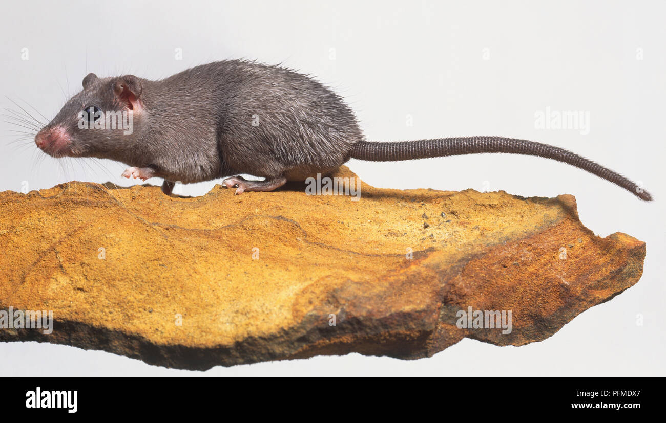 Spiny mouse hi-res stock photography and images - Alamy