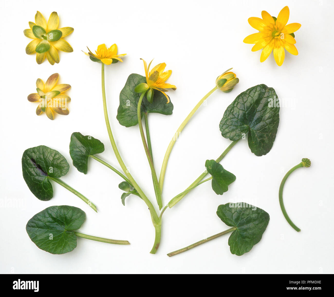 Flowers and leaves from Ranunculus ficaria (Lesser celandine Stock ...