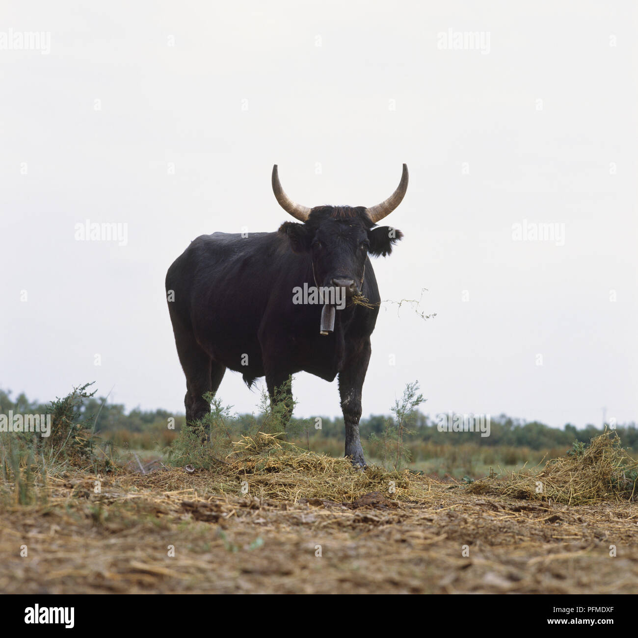 Bullfighting in france hi-res stock photography and images - Alamy