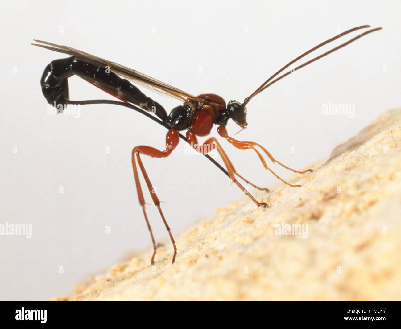 Ichneumon Wasp probing surface of wood with egg-laying tube to lay ...