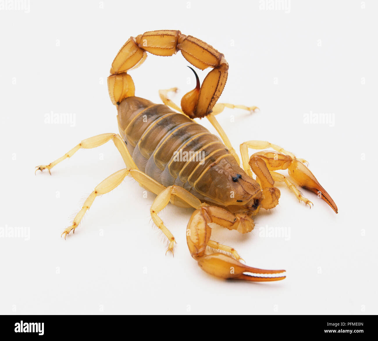 Androctonus Amoreuxi