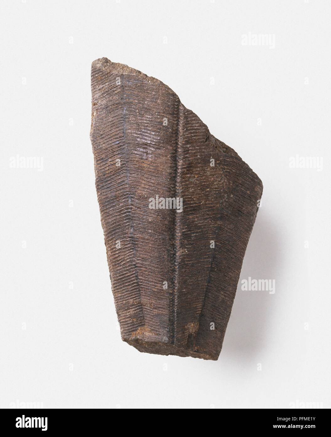 Paraconularia (Conularid) fossil, early Permian era Stock Photo - Alamy