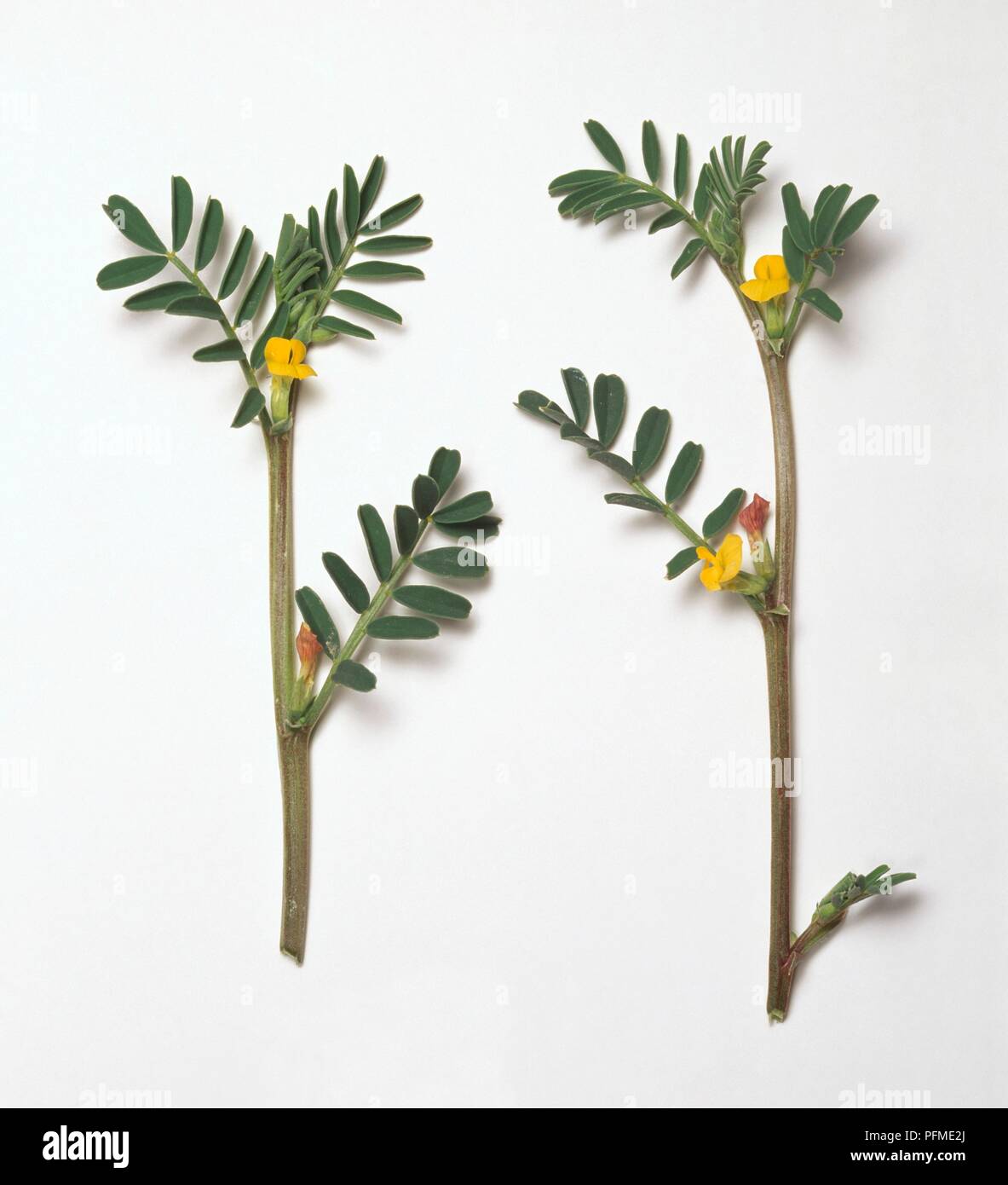 Very thick stems hi-res stock photography and images - Alamy