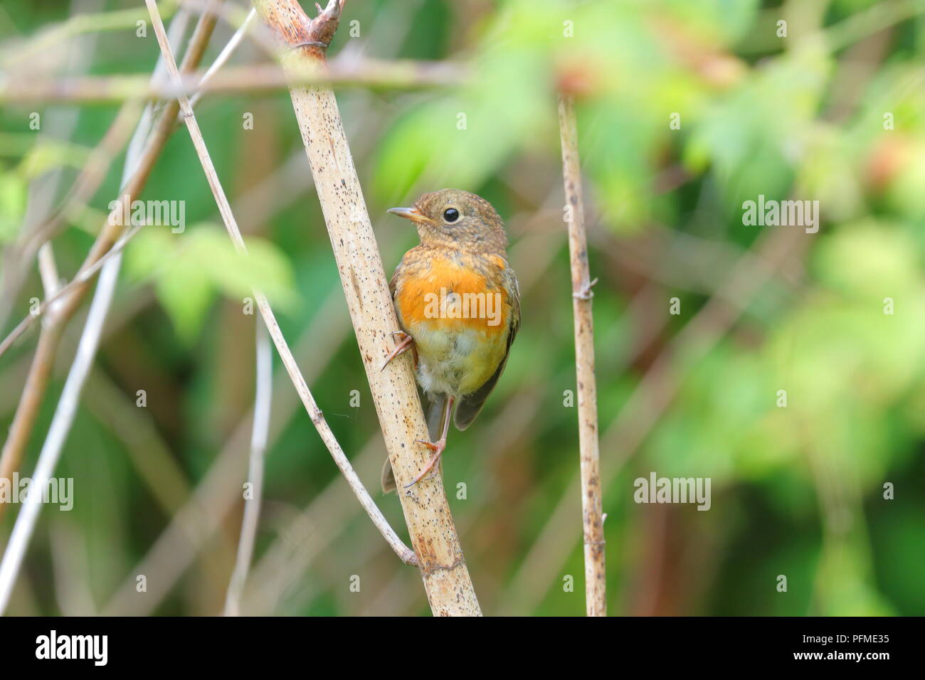 Young Robin High Resolution Stock Photography and Images - Alamy