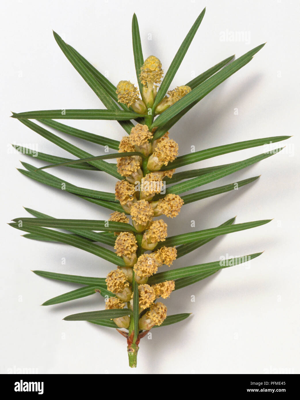 Long needle like leaves hi-res stock photography and images - Alamy