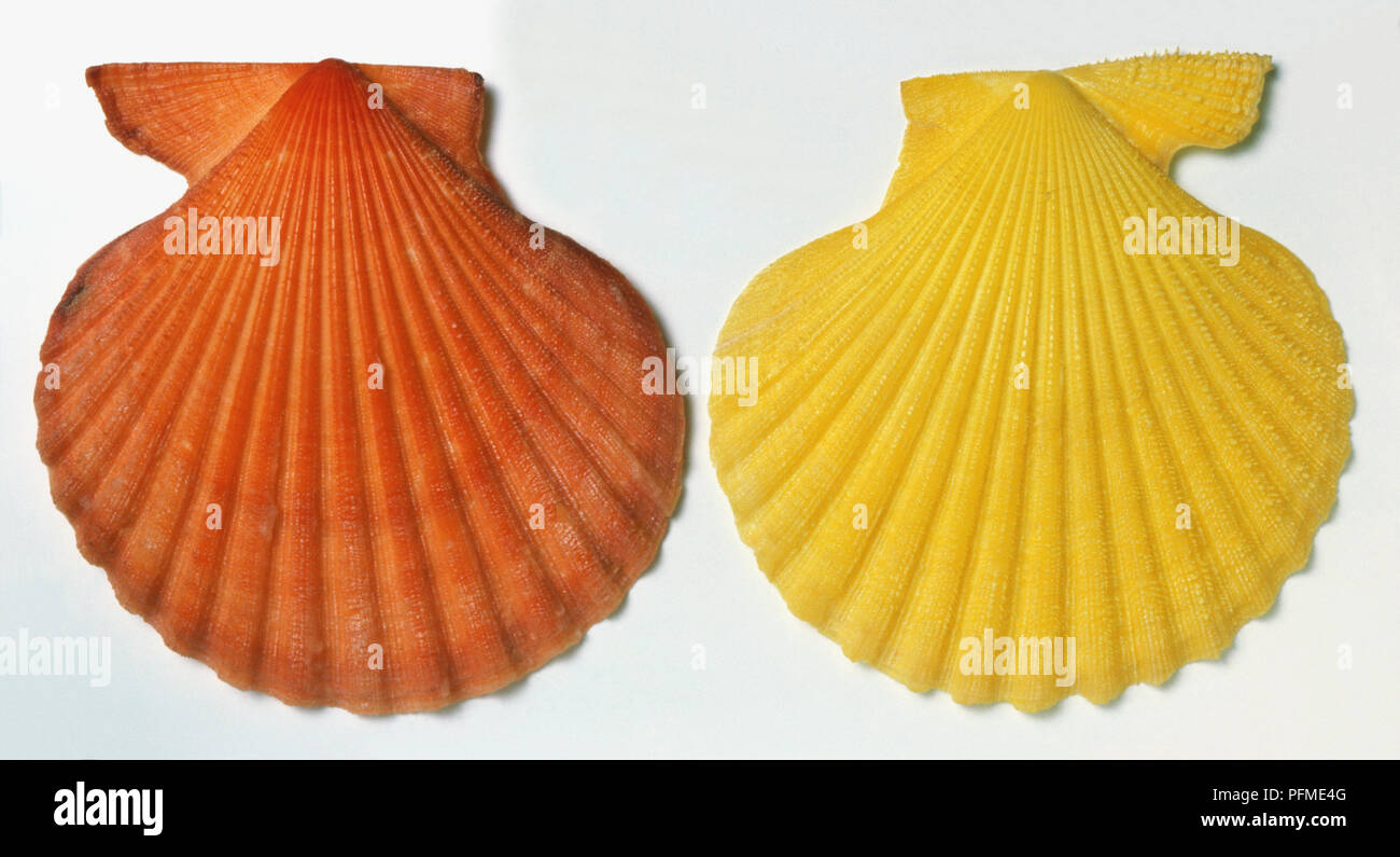 Orange Austral Scallop Shell Stock Photo - Alamy