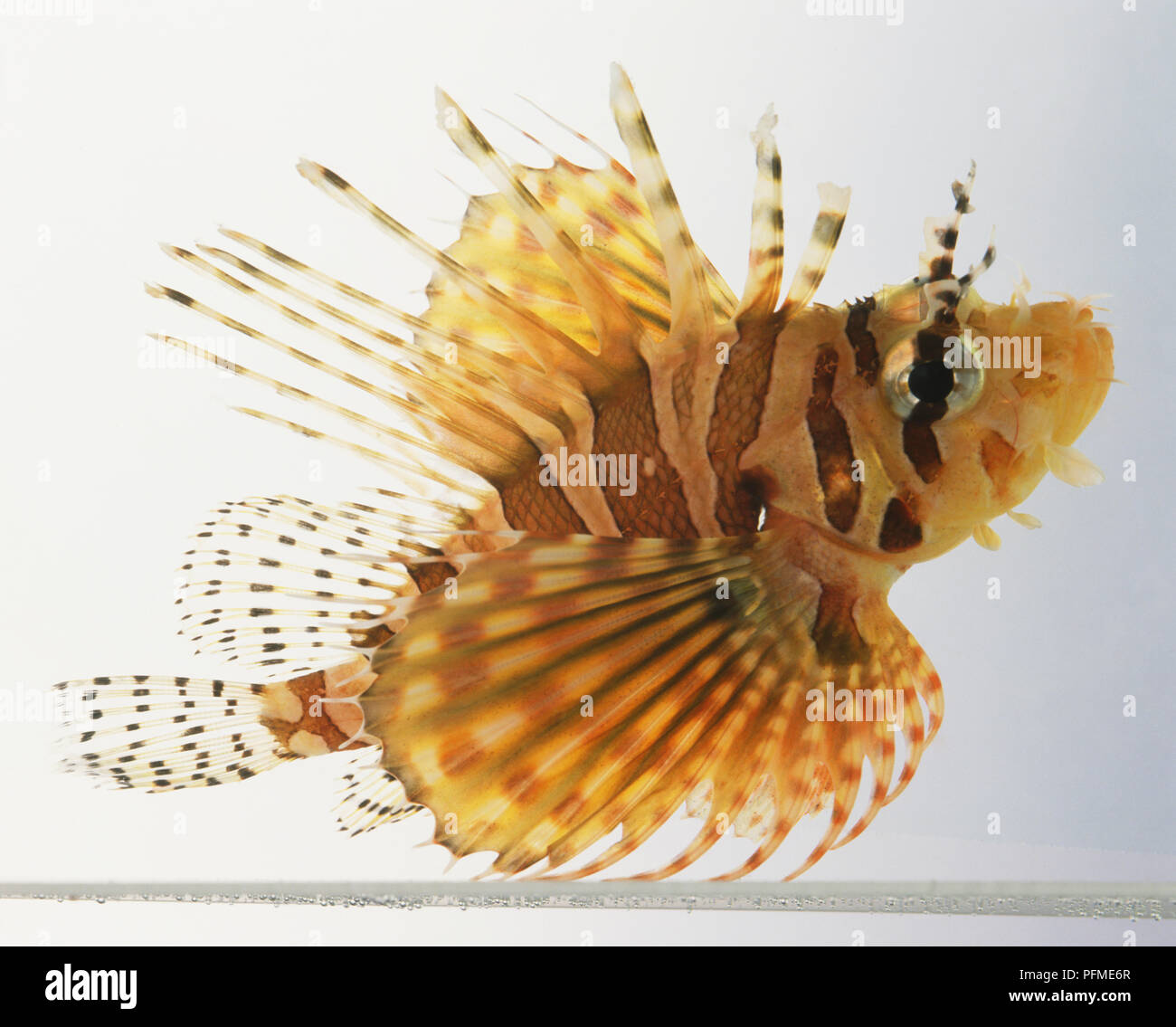 Spiny fish hi-res stock photography and images - Alamy
