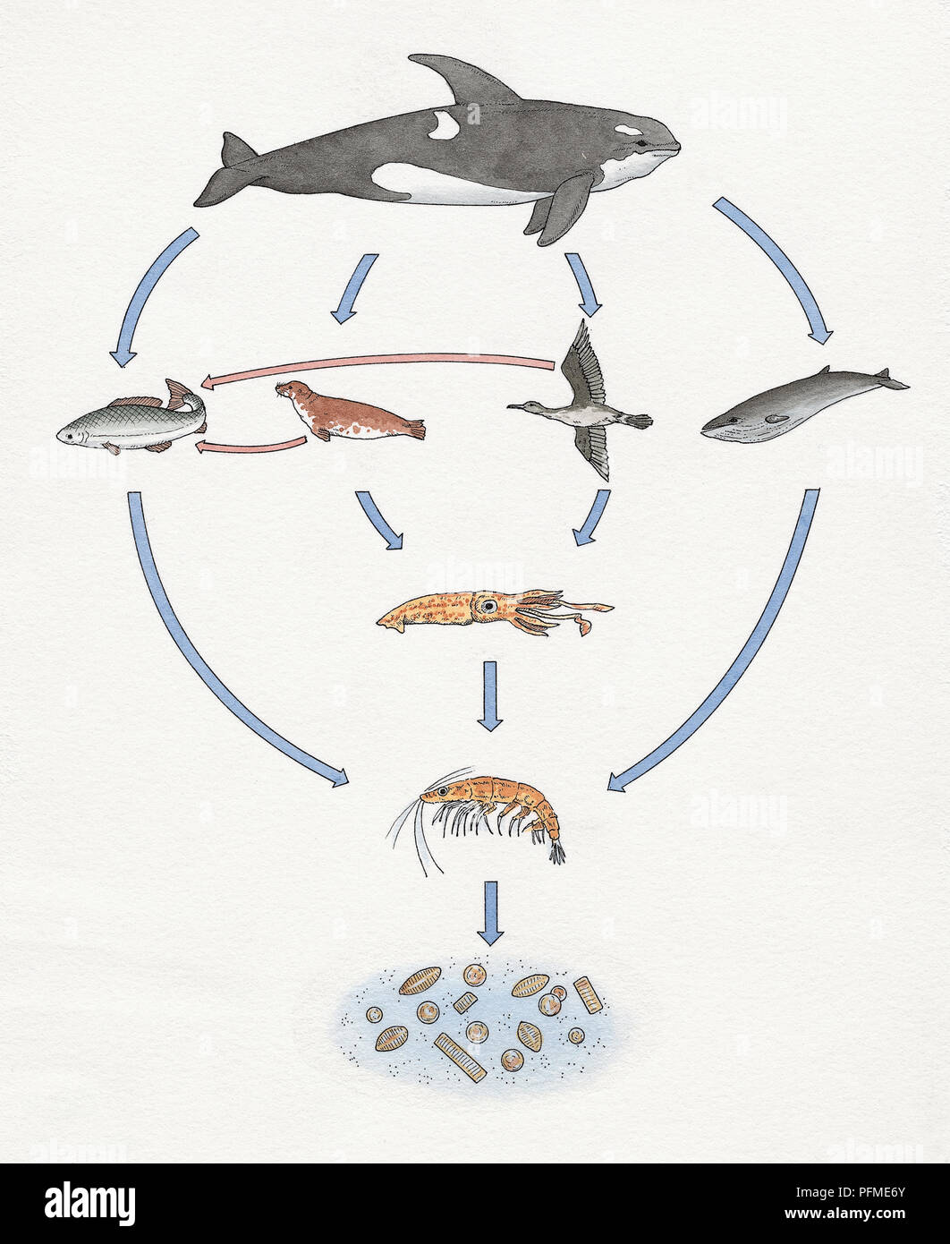 Food Chain in Polar Seas Stock Photo - Alamy