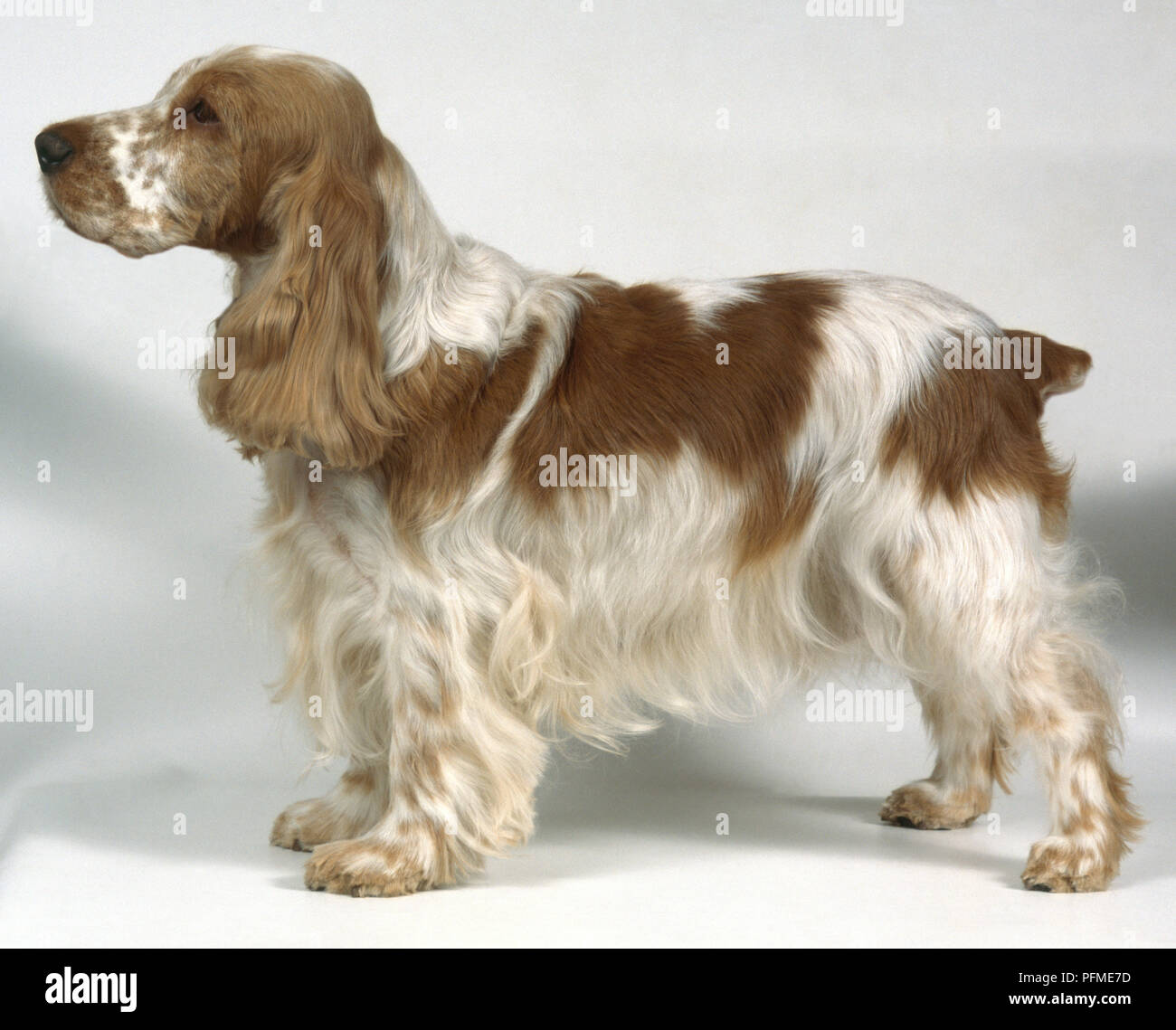 English Cocker Spaniel Dog Stock Photo - Alamy