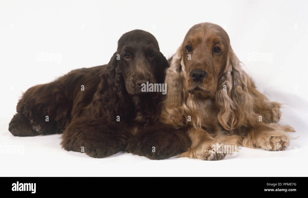 Tan and brown English Cocker Spaniels (Canis familiaris) lying down ...