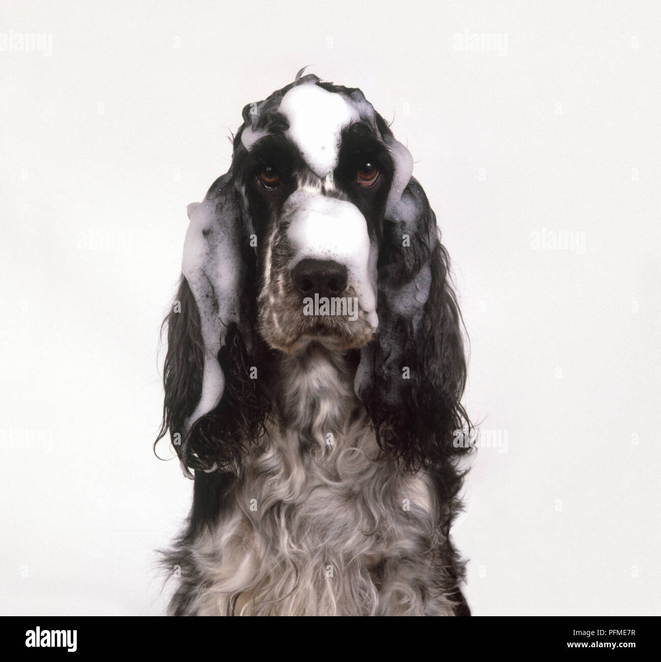 English Cocker Spaniel with shampoo suds on head Stock Photo - Alamy